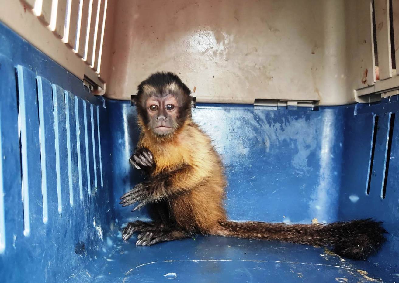 En lo corrido del año, Cormacarena ha atendido más de 500 animales ...